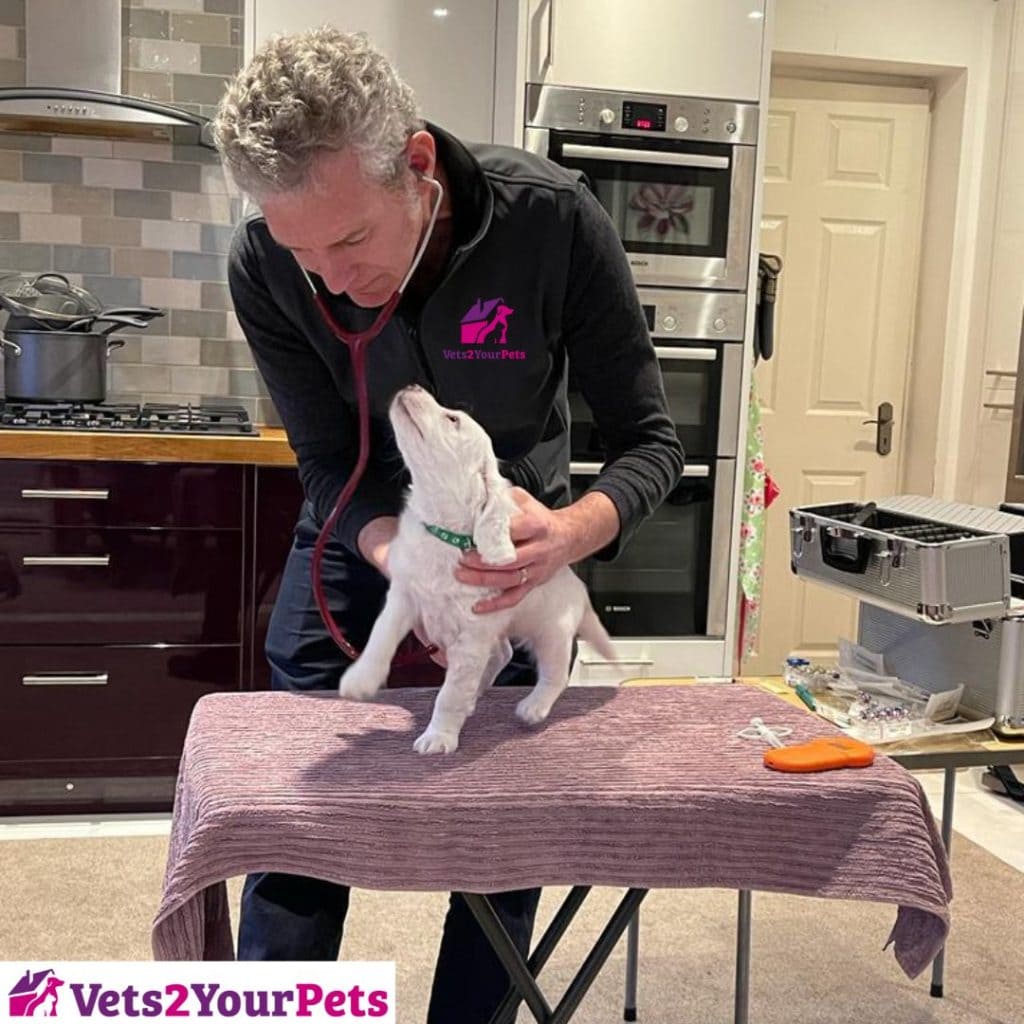 Dog Vaccinations at Home | Dog Annual Booster Vaccine Costs