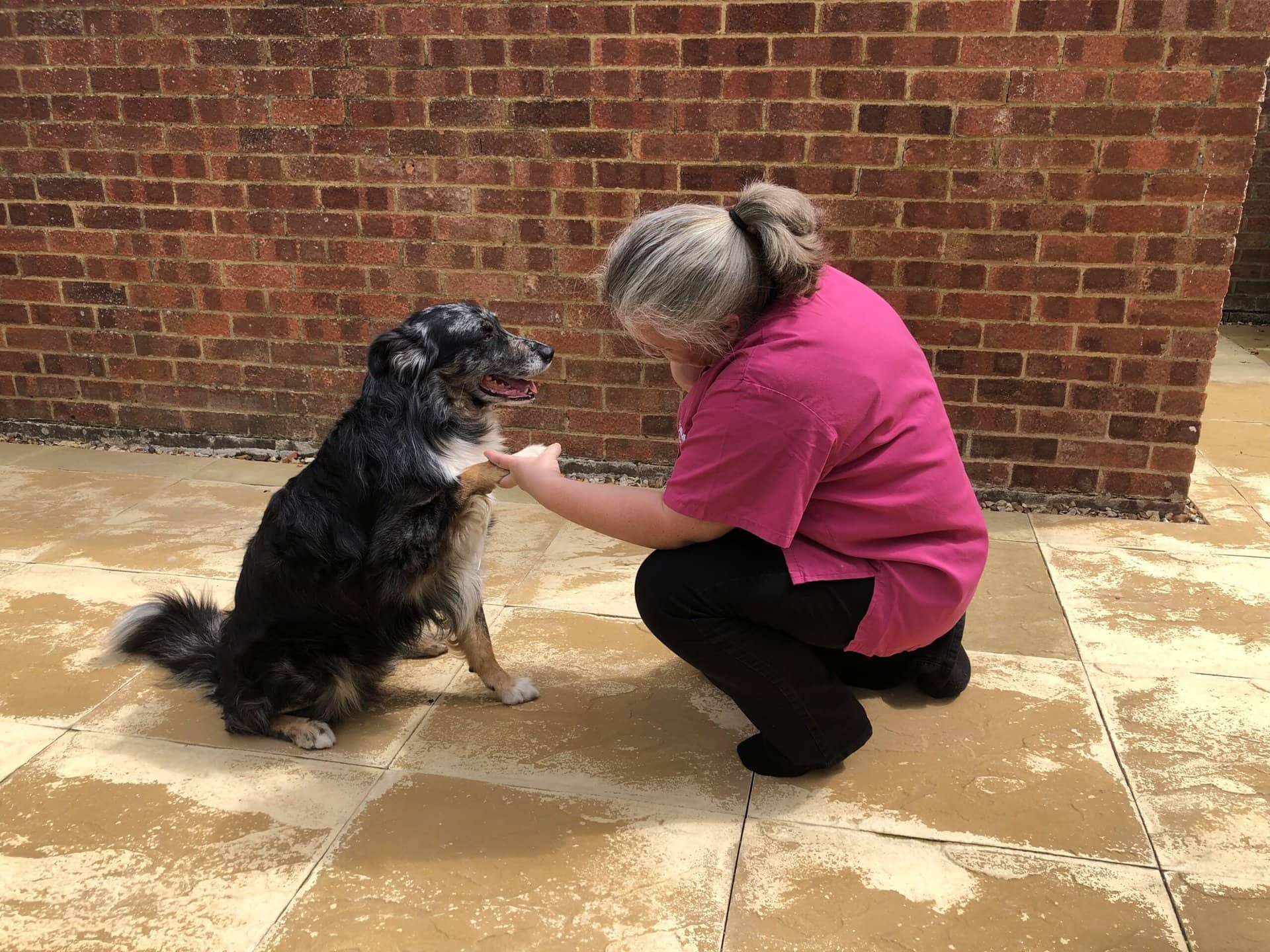 Veterinary Nurse Appointments At Home | Nail Clip & Anal Gland